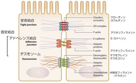 基礎知識編03細胞接着について くせ毛改善ラボ