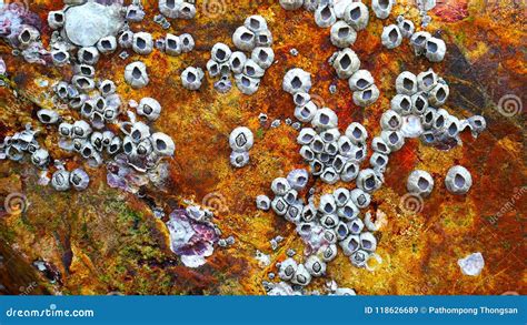 Fossil Shells On The Rocks Stock Image Image Of Dirty