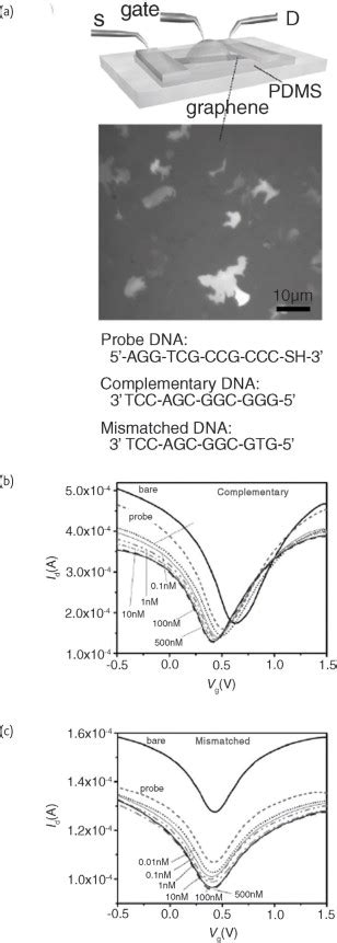 Bio Field Effect Transistor For Dna Detection A Schematic