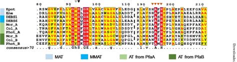 Multiple Sequence Alignment Of At Protein Regions Implicated In Download Scientific Diagram