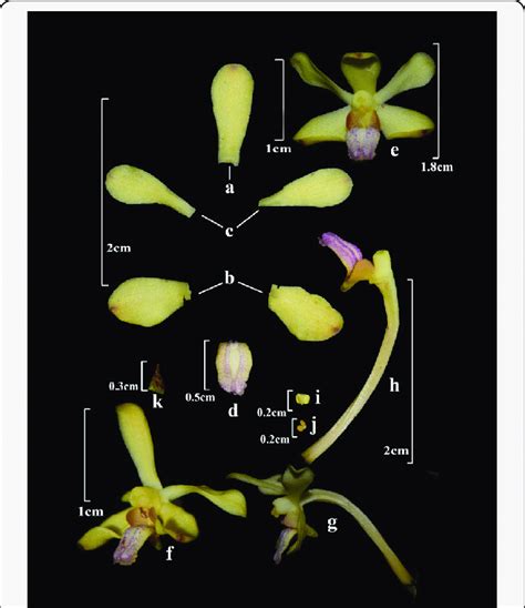 Vanda Testacea Lindl Rchb F Digital Display Of Floral Parts A Download Scientific