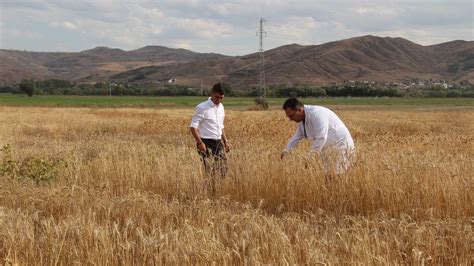 Scientists Develop New Wheat Varieties After 14 Year Research Türkiye News