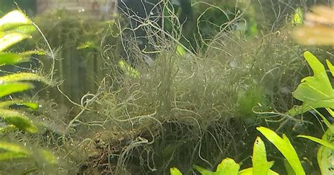 Algae Album On Imgur