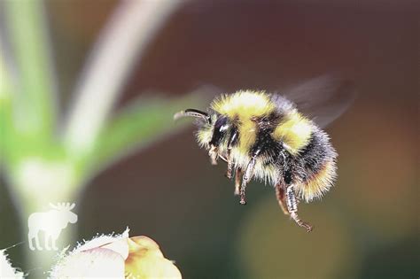 How To Get Rid Of A Bumble Bee Nest In The Ground — Forest Wildlife