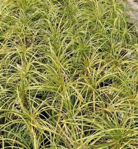 Pandanus Pygmaeus Sri Krishna Nursery
