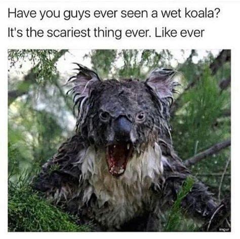 Wet Koala Bear