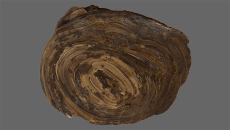 150 Million Year Old Mineral Lump Is World S Oldest Stomach Stone