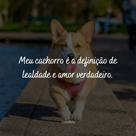 Frases do cão para comemorar o dia do cachorro
