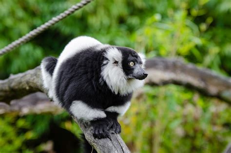 Free Images Nature Wildlife Zoo Mammal Fauna Primate Vertebrate