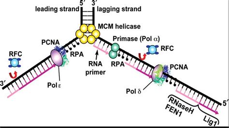 Fragmentation Of Dna Molecule Genetic Engineering Info