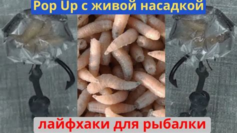 Хочешь больше уловов? Попробуй эту новую насадку для рыбалки! #насадка ...