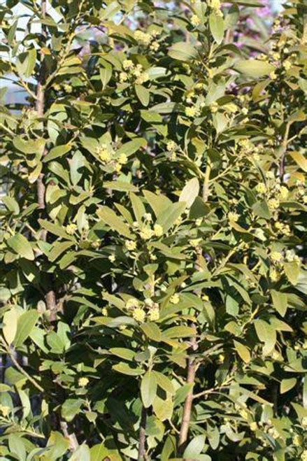 Delta Bluegrass Company Native Bentgrass Devil Mountain Wholesale Nursery