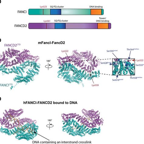 Overall Structural Comparison Of Fanci Fancd2 Fanci Fancd2 Ub And Download Scientific Diagram