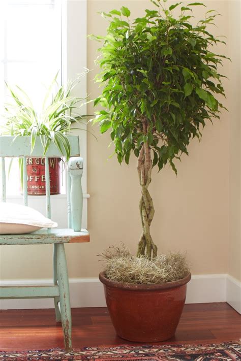 Grow Ficus Benjamina In Your Indoor Garden Parade