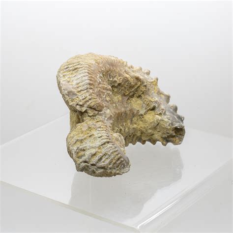 Shop Oyster Fossil