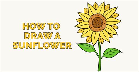 How To Draw A Sunflower Really Easy Drawing Tutorial Sunflower Drawing Drawing Tutorial