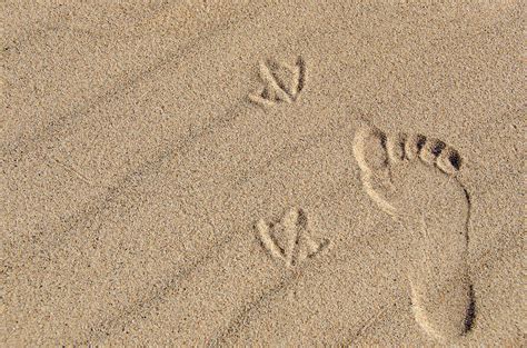 Beach Prints Photograph By Maria Dryfhout Fine Art America