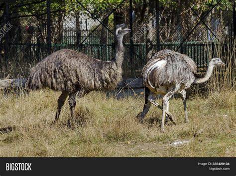 Smiling Emu