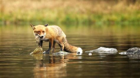 What Do Red Foxes Eat A Surprising Variety