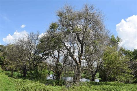 ආනවිළුන්දාව රැම්සා අභය භූමිය තුළ ඇති විශාල ප්‍රමාණයේ ගස් මිය යාමේ තර්ජනයක Dasatha Lanka News