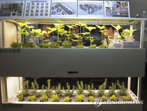 공기정화식물을 키우는 스마트 팜 전시 연합뉴스