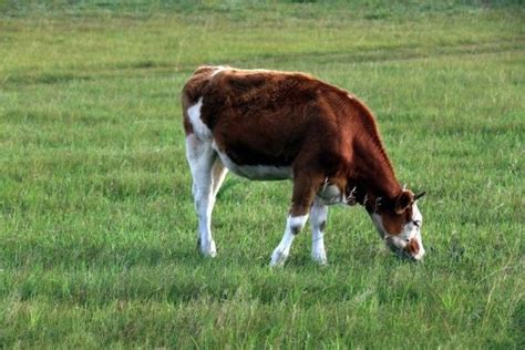 China Rumen Bypass Methionine Better For Cattle Manufacturers And