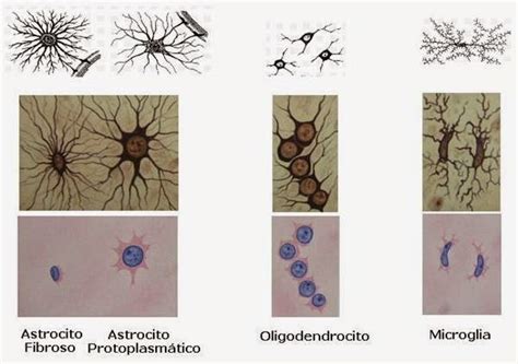 HAY BIOLOGÍA CÉLULAS DE LA GLÍA