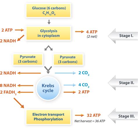 Cellular Respiration Diagram Mitochondria