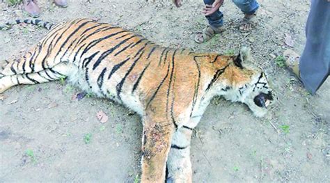 Nntrs Grand Old Tigress Dies In Fight With Gaur Mumbai News The