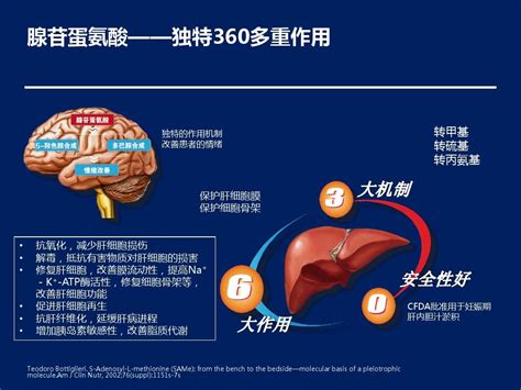 04 腺苷蛋氨酸作用机制解读20150129 文档之家