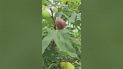 가을 무화과 내년봄에 뜰에 한번 심어보세요 Youtube