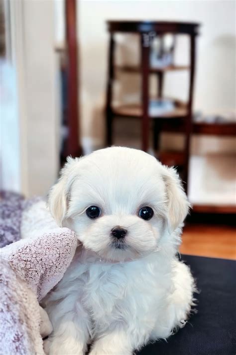 말티즈 남자아이 분양드립니다 무료분양 유기견보호센터