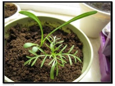 波斯菊種子怎麼種 每日頭條