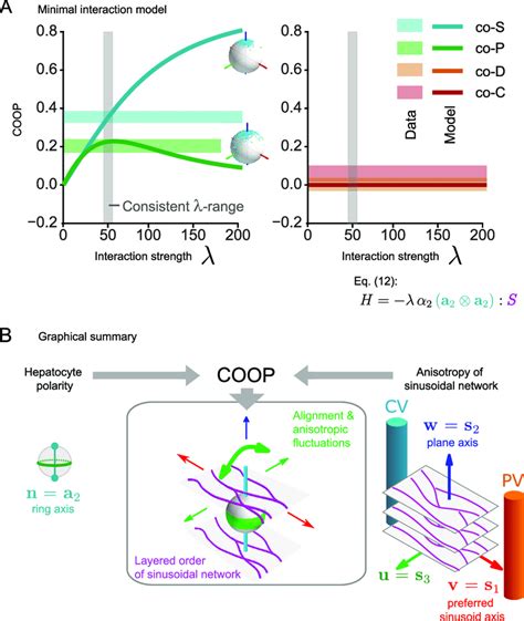 Minimal Interaction Model Reproduces Biaxial Order Parameters For