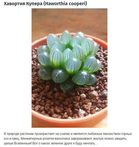 How To Propagate Succulents Step By Step Guide Artofit