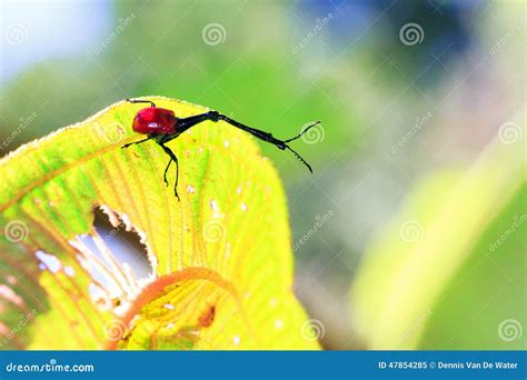 Red Giraffe Weevil Stock Image Image Of Malagasy Leaf 47854285