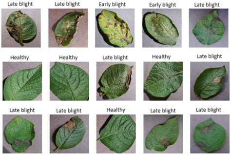 A Mobile App For Detecting Potato Crop Diseases