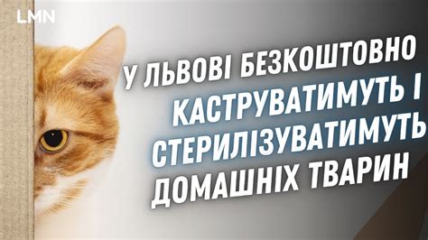 У Львові безкоштовно каструватимуть і стерилізуватимуть домашніх тварин Youtube
