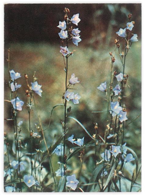 Колокольчик персиколистный семейство колокольчиковые