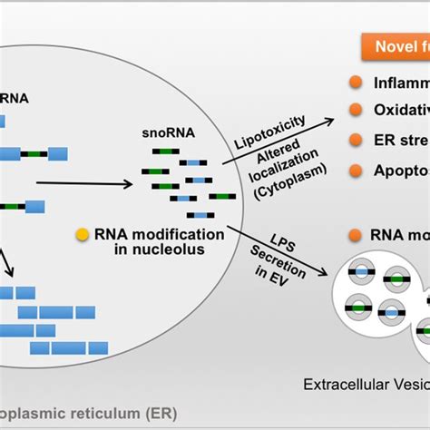 Novel Roles Of Snorna In Response To Metabolic And Inflammatory Download Scientific Diagram