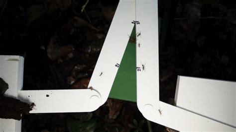 The Simple Algorithm That Ants Use To Build Bridges Quanta Magazine