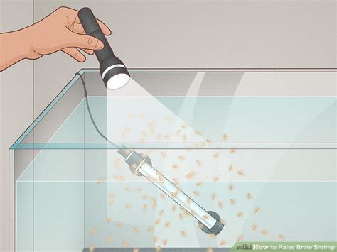 How To Raise Brine Shrimp Hatching Care And Harvesting