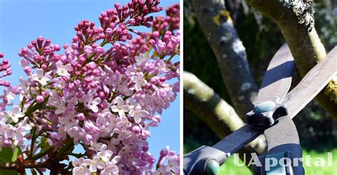 Які дерева не можна обрізати весною чому не можна обрізати бузок навесні