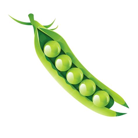 완두콩 꼬투리 벡터 이미지 녹색 완두콩 완두콩 포드 완두콩 Png 일러스트 및 이미지 에 대한 무료 다운로드 Pngtree