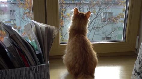 รูปภาพcitten เลือกดูภาพถ่ายสต็อก เวกเตอร์ และวิดีโอ71 Adobe Stock