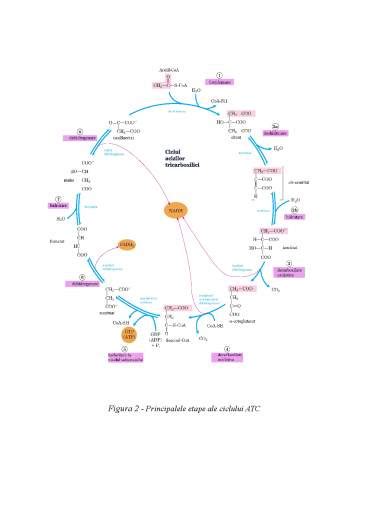 Biochimie Ciclul Acizilor Tricarboxilici Krebs Referat [doc]