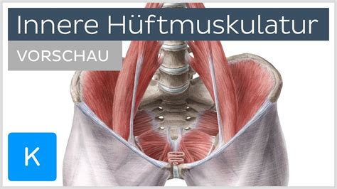 Innere Hüftmuskulatur Anatomie und Funktion Vorschau Kenhub YouTube