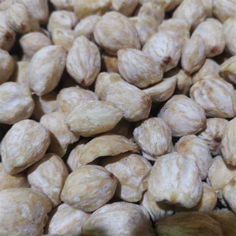 Jual Kemiri Kupas Bulat Utuh 500 Gram Shopee Indonesia
