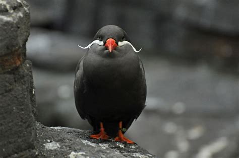 30 Very Beautiful Birds And Super Cute Shapes In Nature Make Everyone
