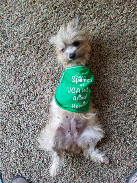 Noel The Bipawd Shorkie Updated Noel The Bipawd Shorkie